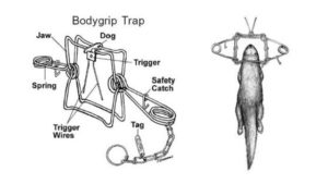 Best Conibear Traps, Sets, and Sizes for Survival Trapping | TruePrepper