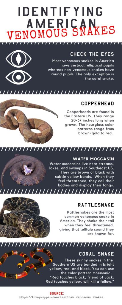 How to Identify Venomous Snakes in America | TruePrepper