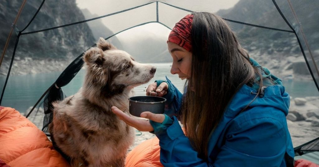 Dog Bug Out Bag | 14 Essential Items | TruePrepper