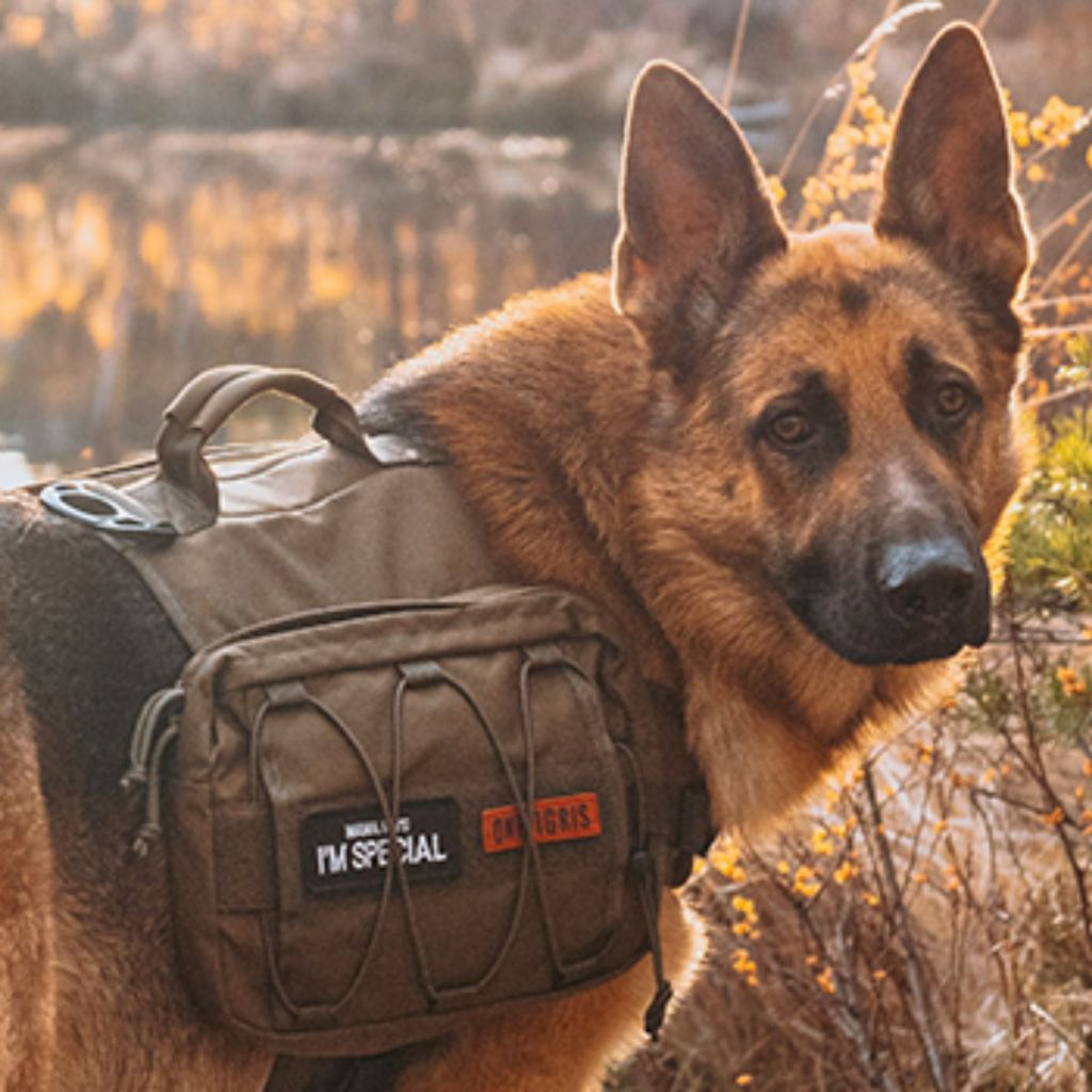 Dog Bug Out Bag | 14 Essential Items | TruePrepper