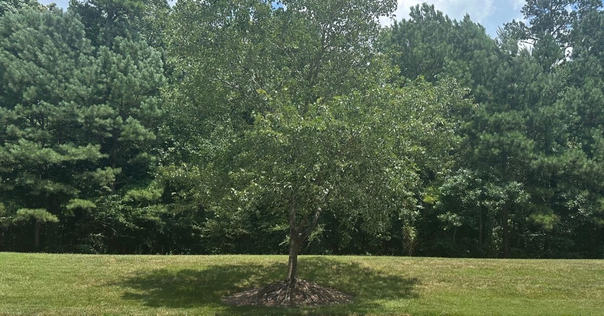 How to Get Free Land in the US (and Canada) | TruePrepper